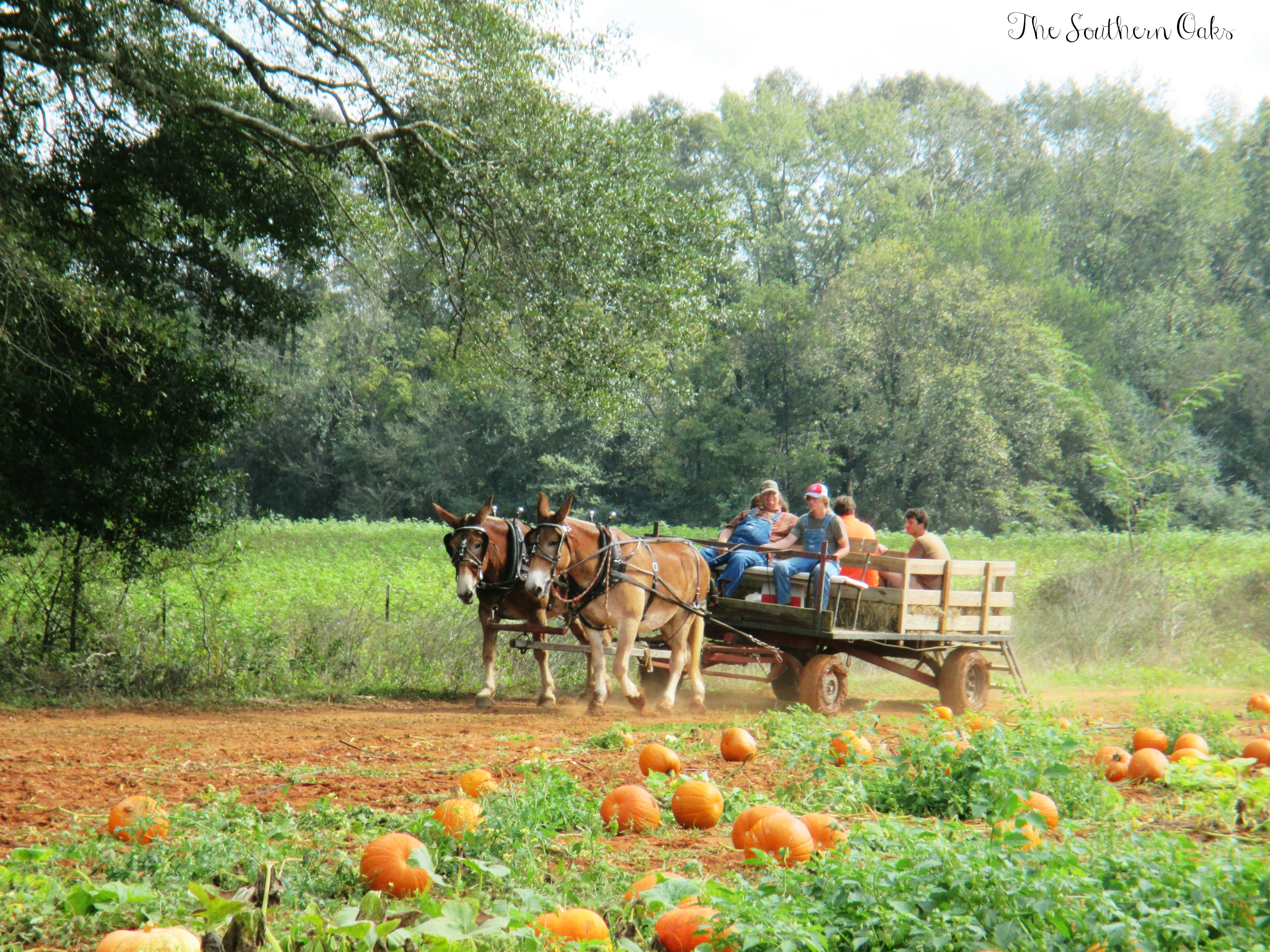 Fall Fun: Pumpkin Picking at Old Baker Farm - Sweet Southern Oaks